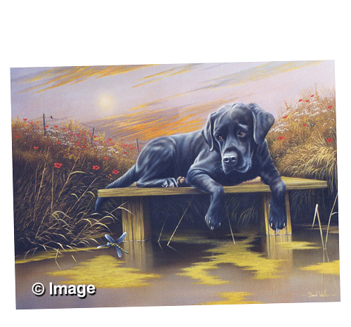 Just Pondering (ART) – Primetime Video